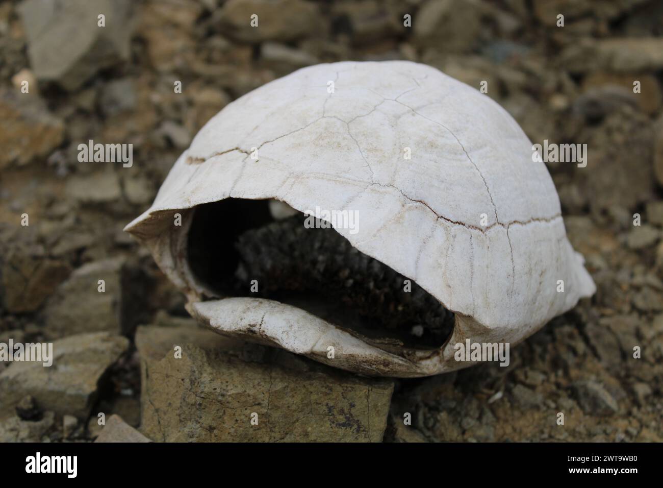 Turtle fossil. Dead and bleached turtle skeleton Stock Photo - Alamy