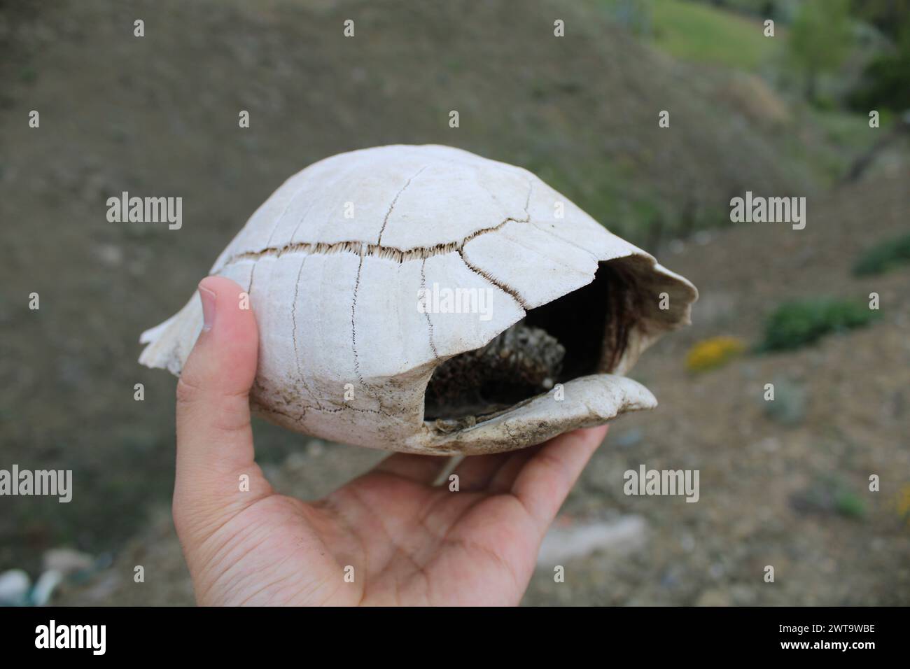 Turtle fossil. Dead and bleached turtle skeleton Stock Photo - Alamy