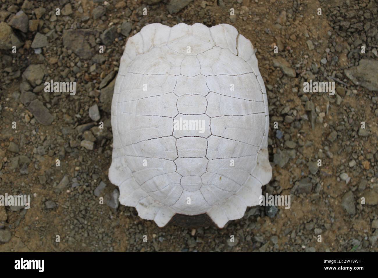 Turtle fossil. Dead and bleached turtle skeleton Stock Photo - Alamy