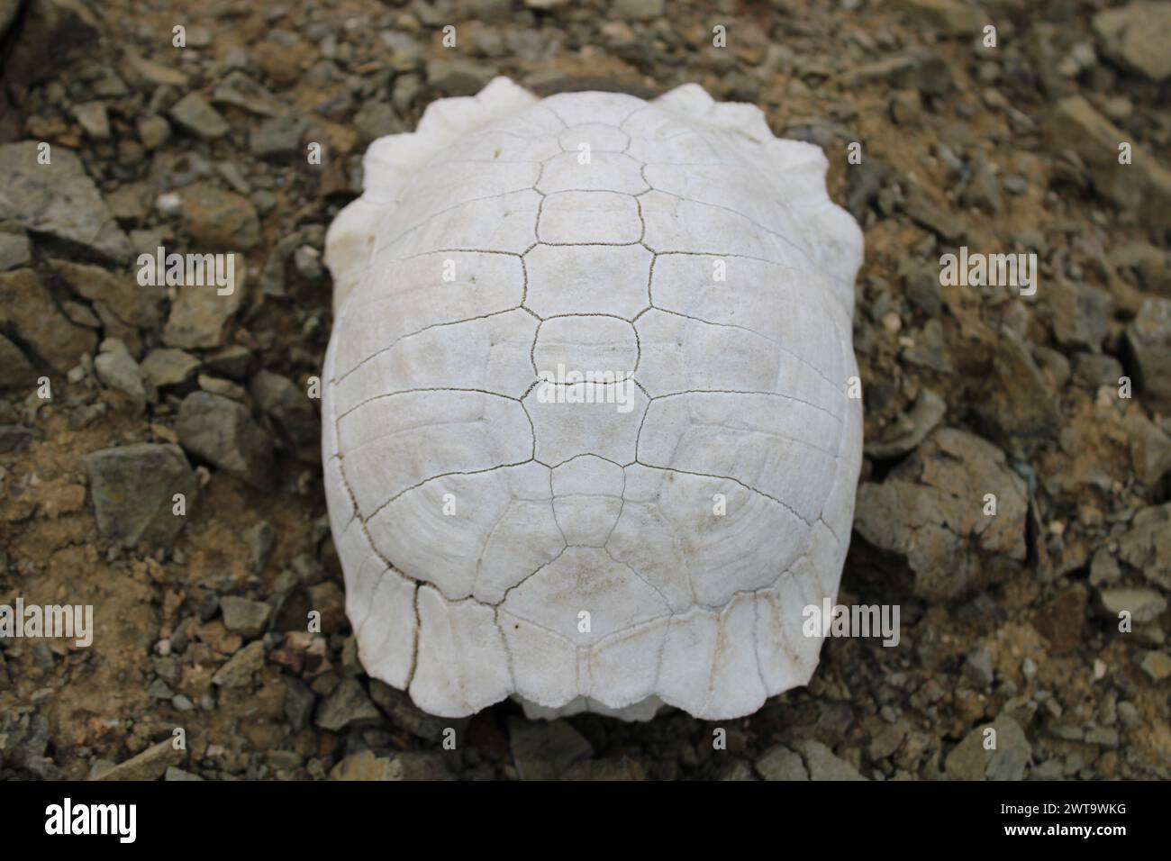 Fossil sea turtle hi-res stock photography and images - Alamy