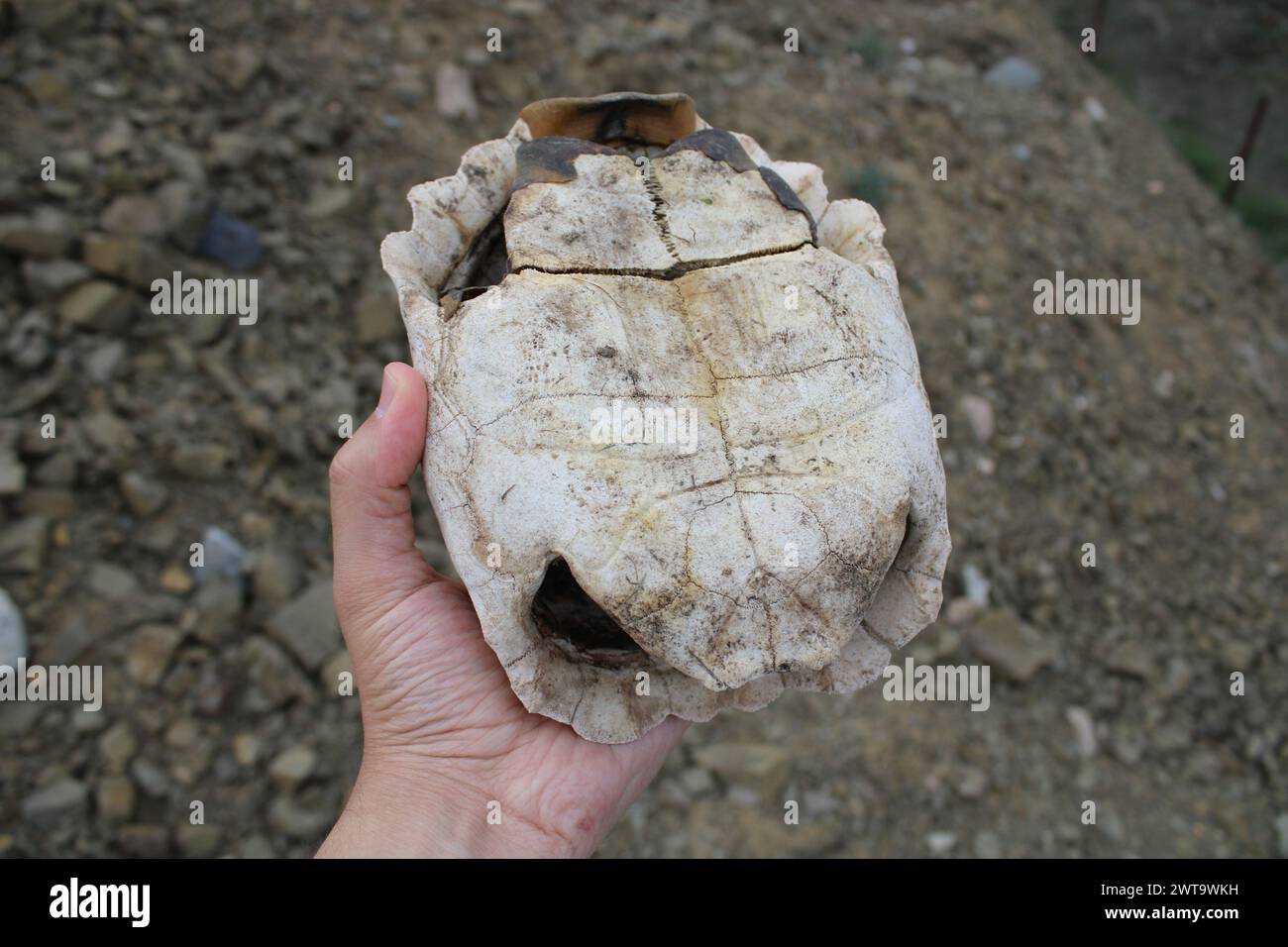 Turtle fossil. Dead and bleached turtle skeleton Stock Photo - Alamy