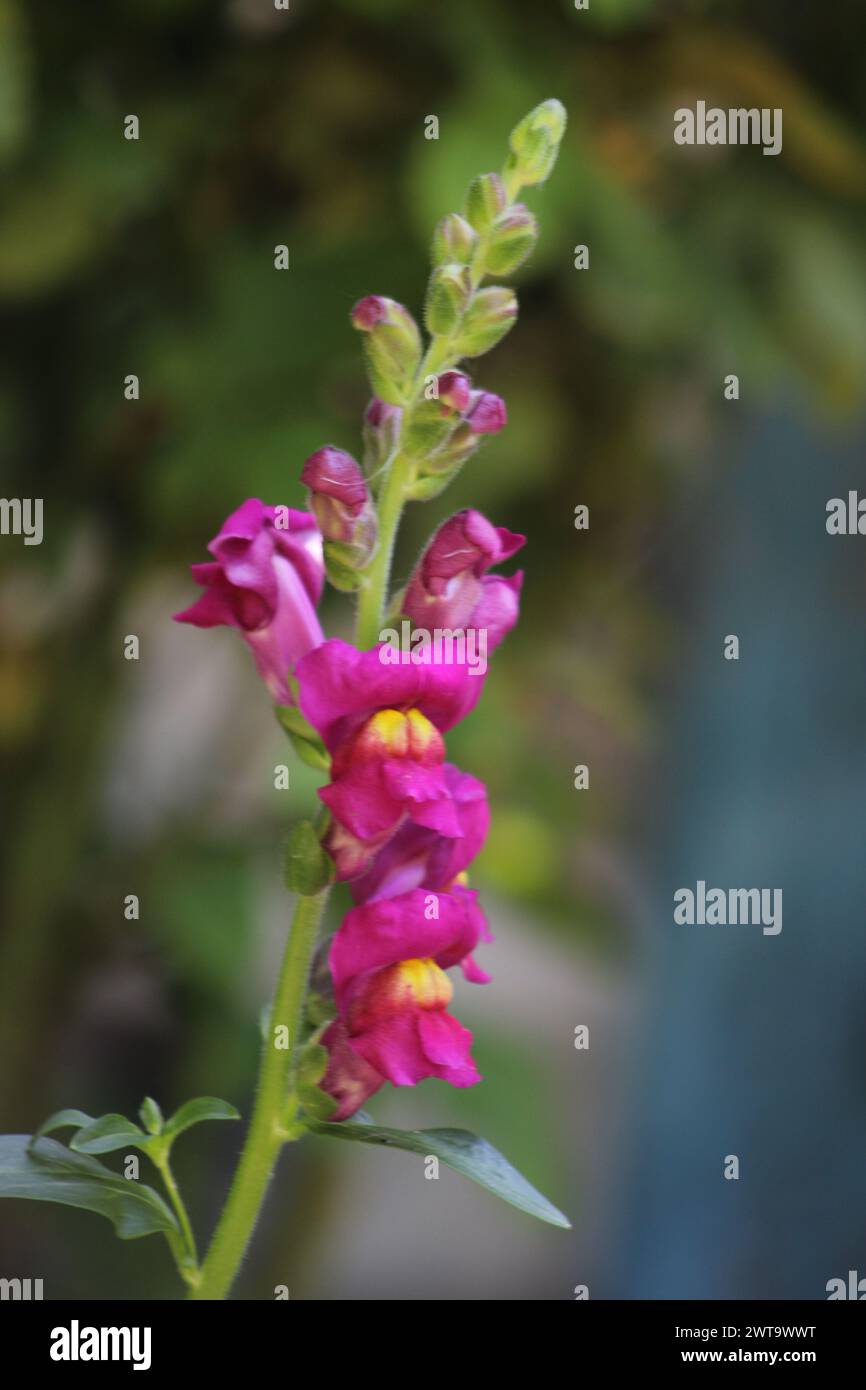 Antirrhinum is a genus of plants commonly known as dragon flowers Stock ...