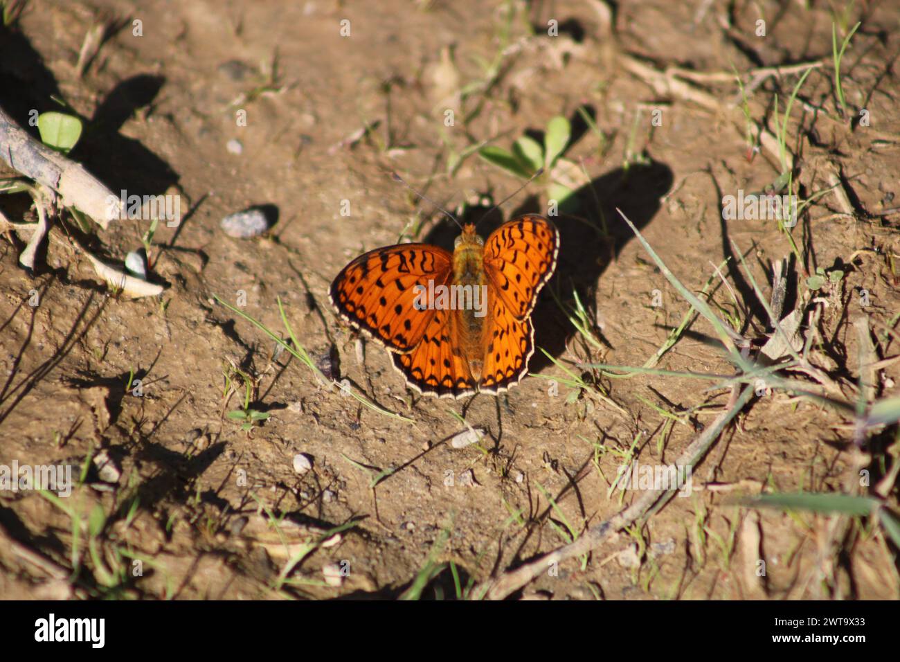 The Niobe fritillary (Fabriciana niobe) is a species of butterfly in the family Nymphalidae ...