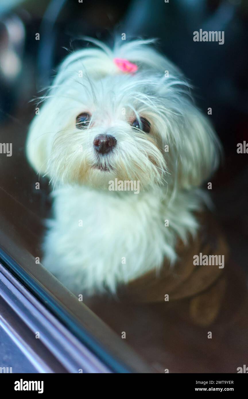 Little Maltese pigeon watching from inside the car Stock Photo - Alamy