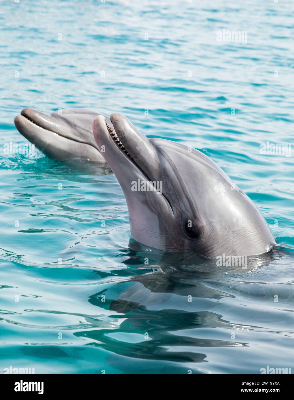 Two dolphins poking their heads out of water Stock Photo - Alamy