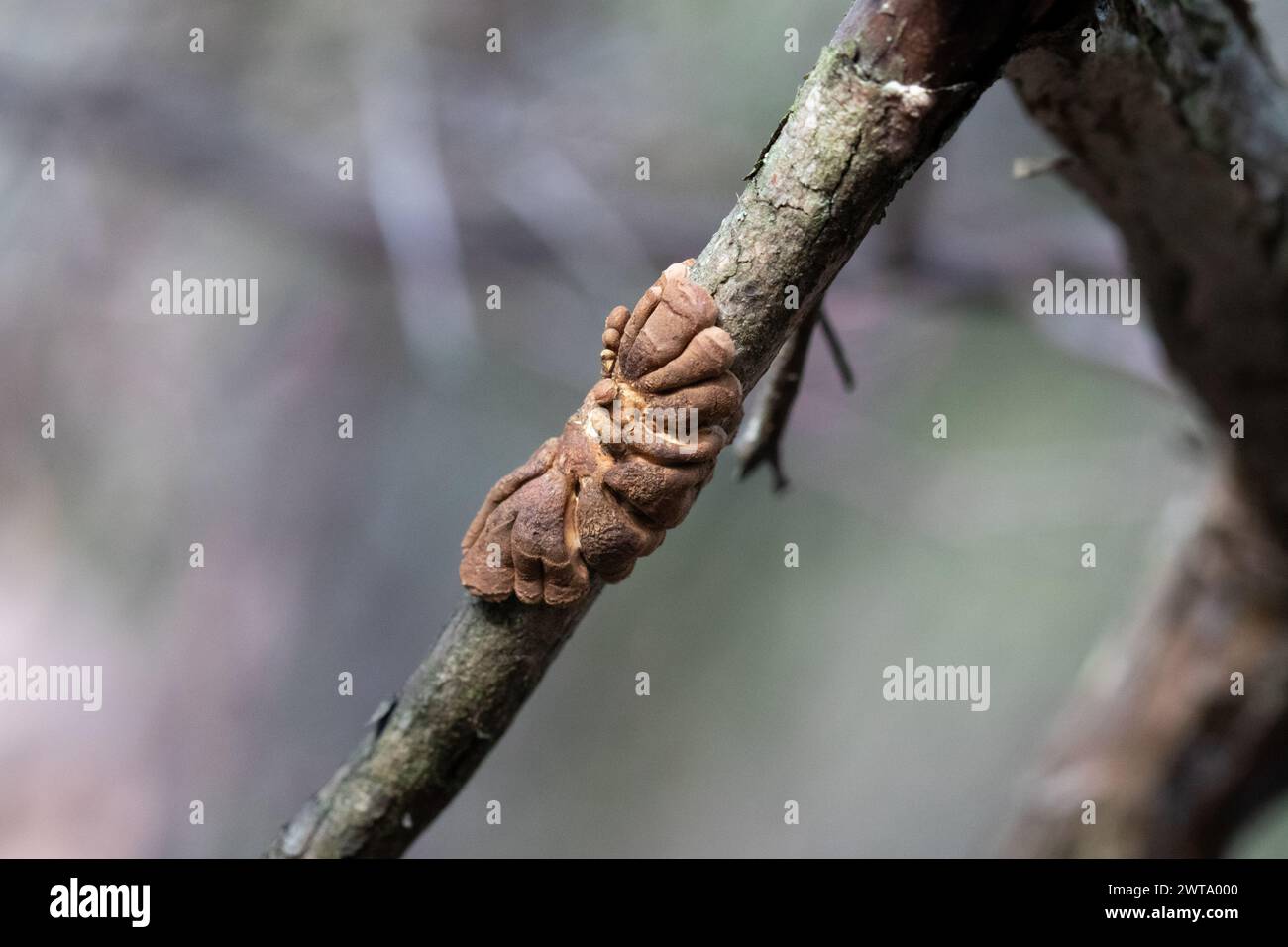 Tea-tree fingers fungus. Once of Australia's rarest fungi. Critically ...