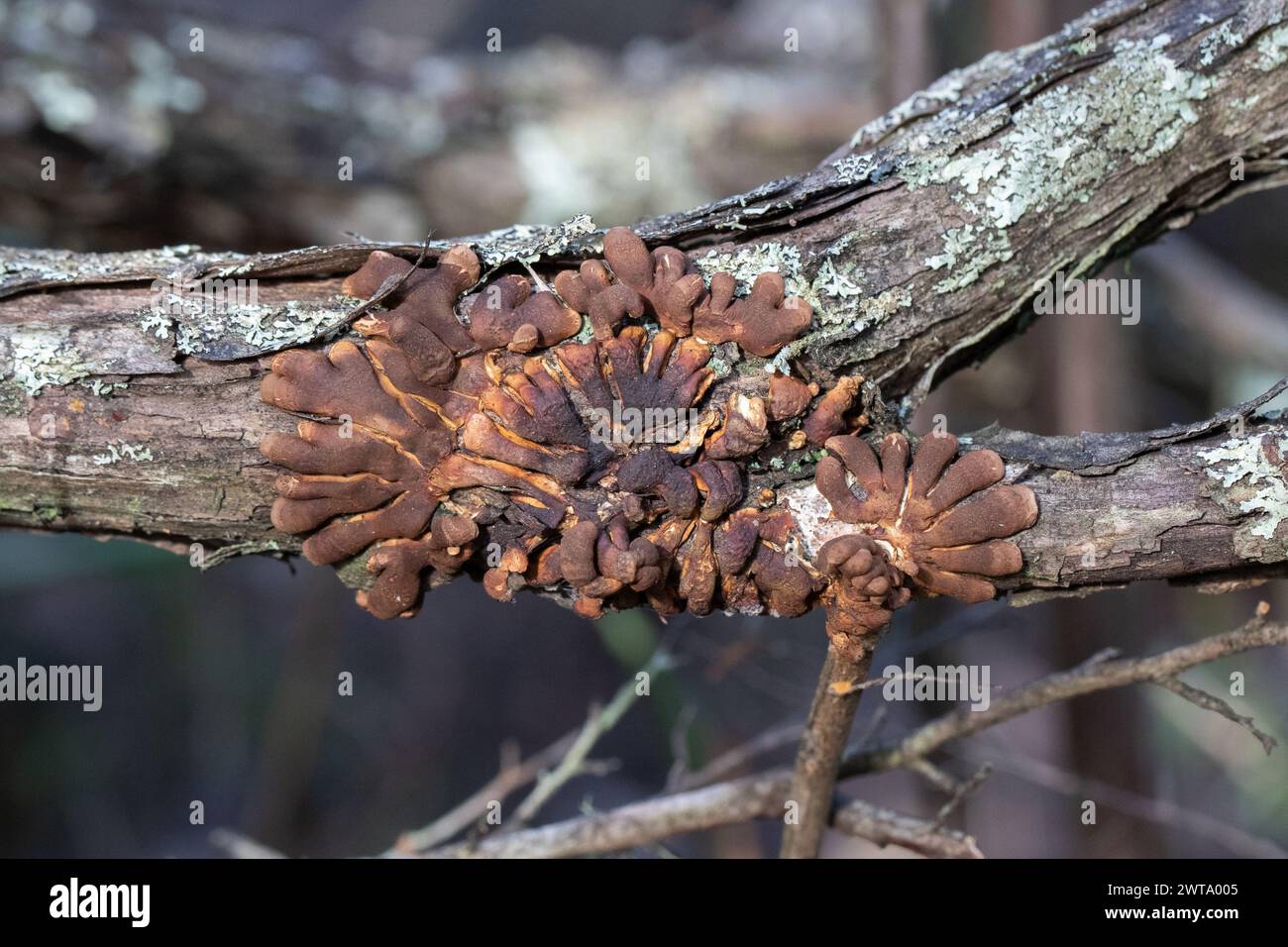 Tea-tree fingers fungus. Once of Australia's rarest fungi. Critically ...