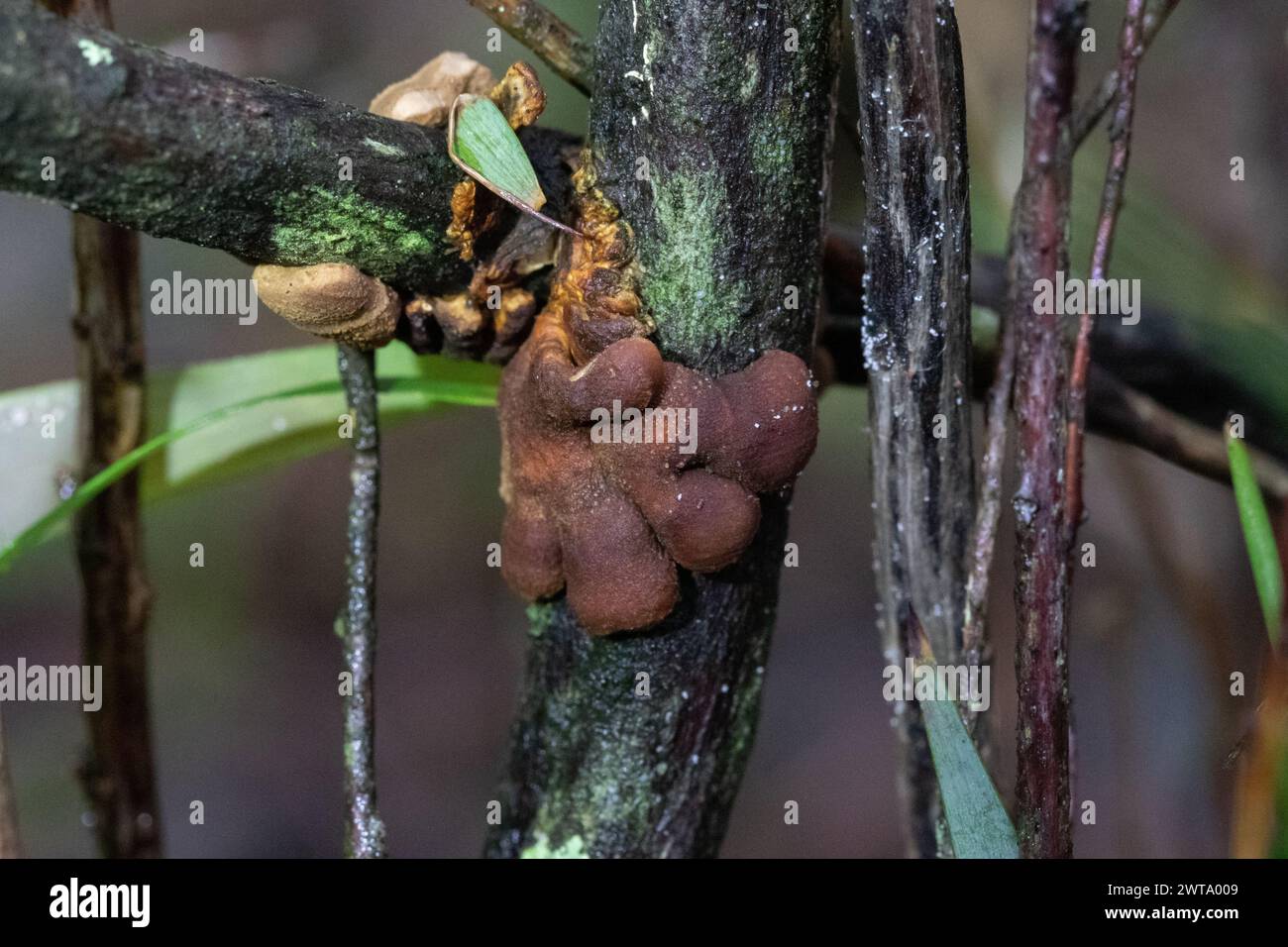 Tea-tree fingers fungus. Once of Australia's rarest fungi. Critically ...
