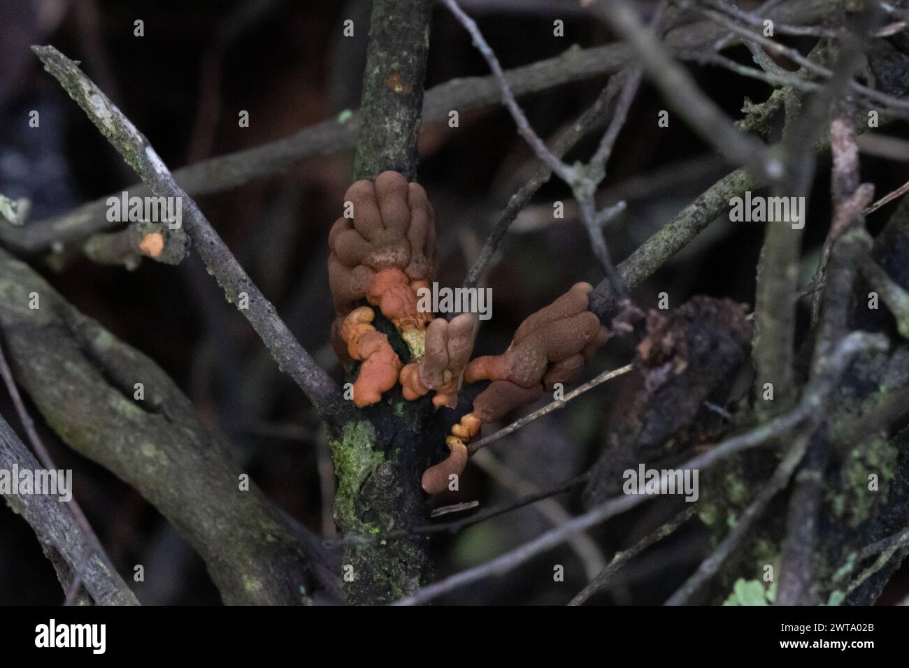 Tea-tree fingers fungus. Once of Australia's rarest fungi. Critically ...