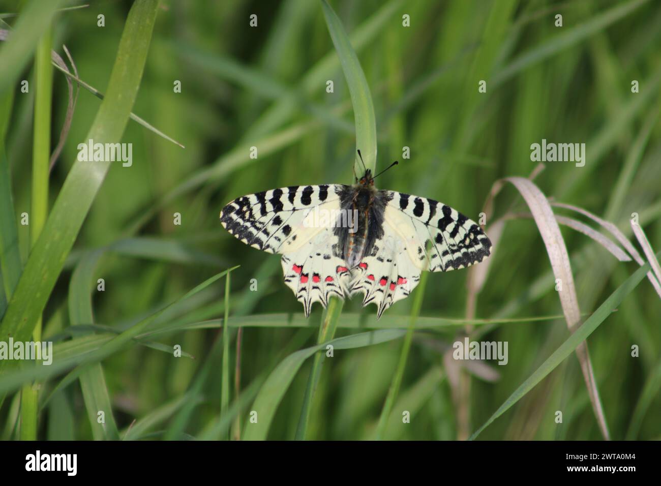 Allancastria is a genus of palaearctic swallowtail butterflies in the ...