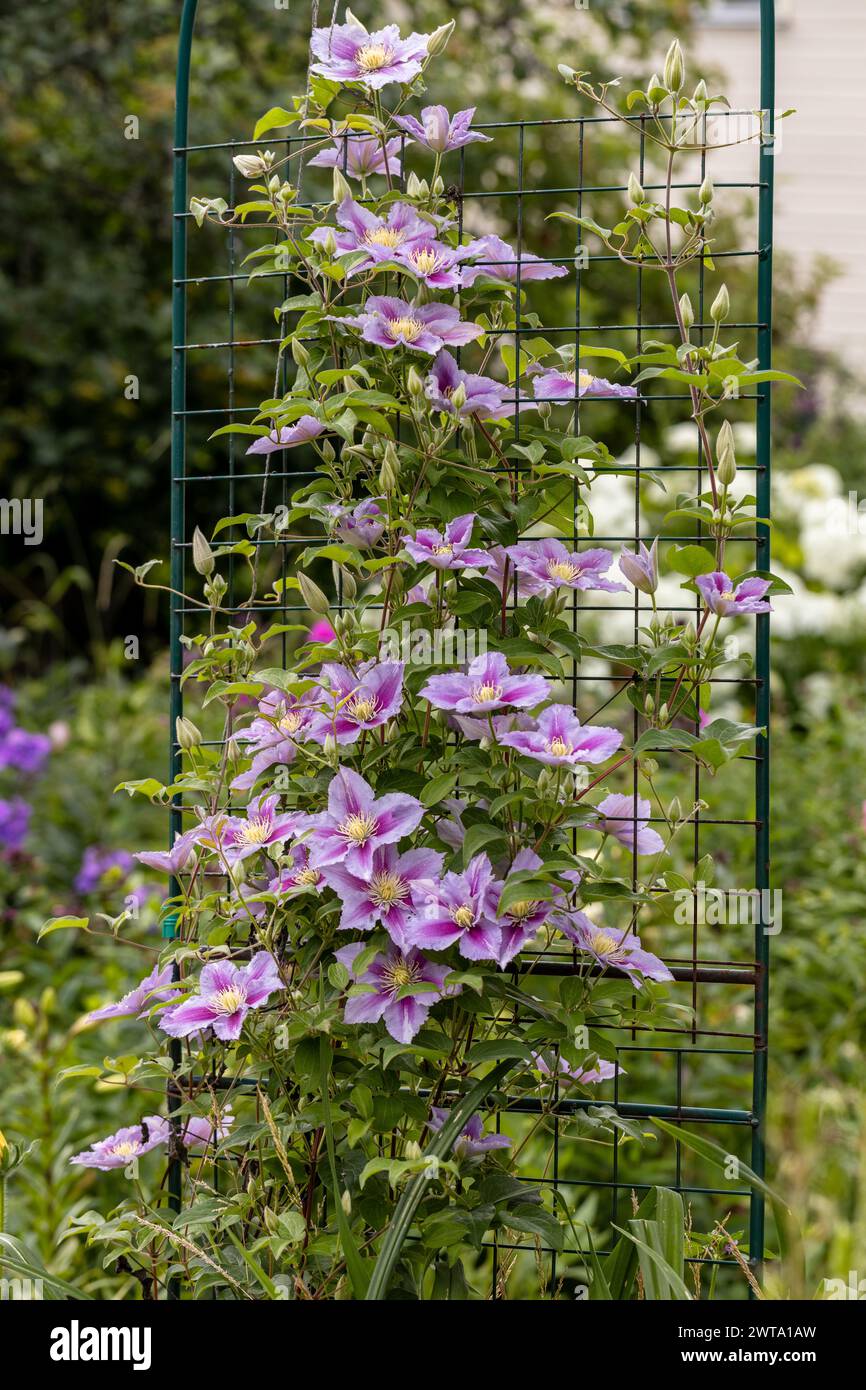 Flowers of purple-white clematis Piilu growing on a trellis in a summer garden Stock Photo - Alamy
