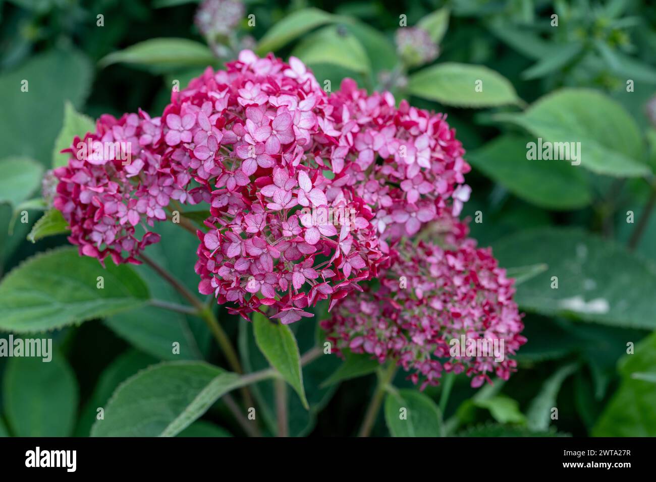 Hydrangea arborescens Magical Pinkerbell flowers in garden Stock Photo ...