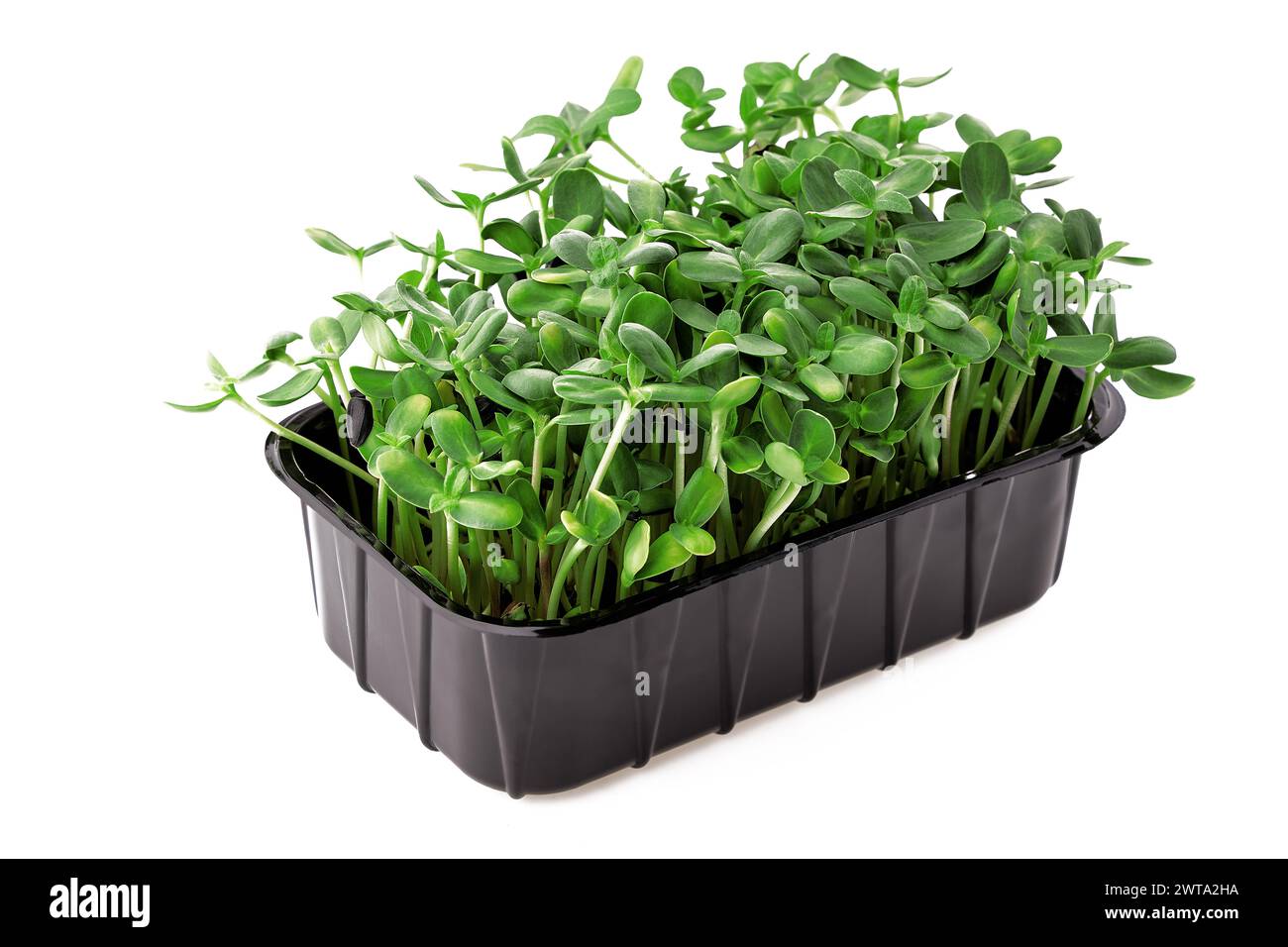 microgreens in plastic container on white background Stock Photo - Alamy