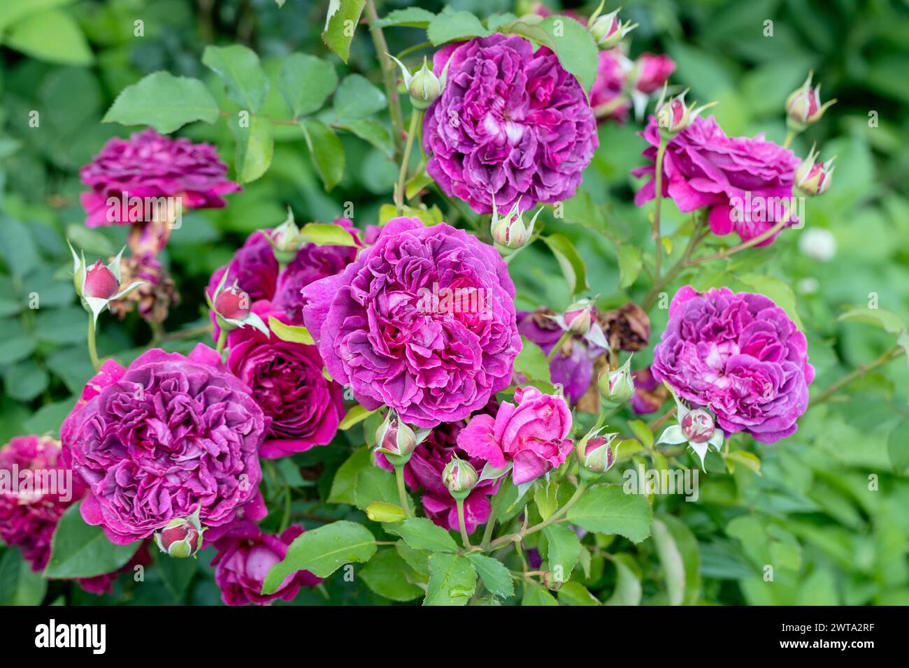 English shrub rose bred by david austin hi-res stock photography and ...