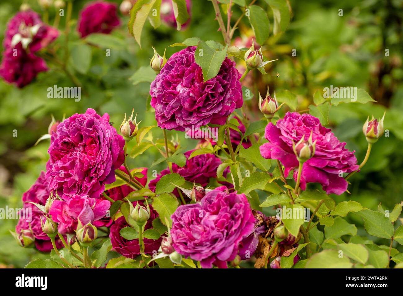 Rosa 'Munstead Wood' (Ausbernard). A deep crimson English rose bred by ...