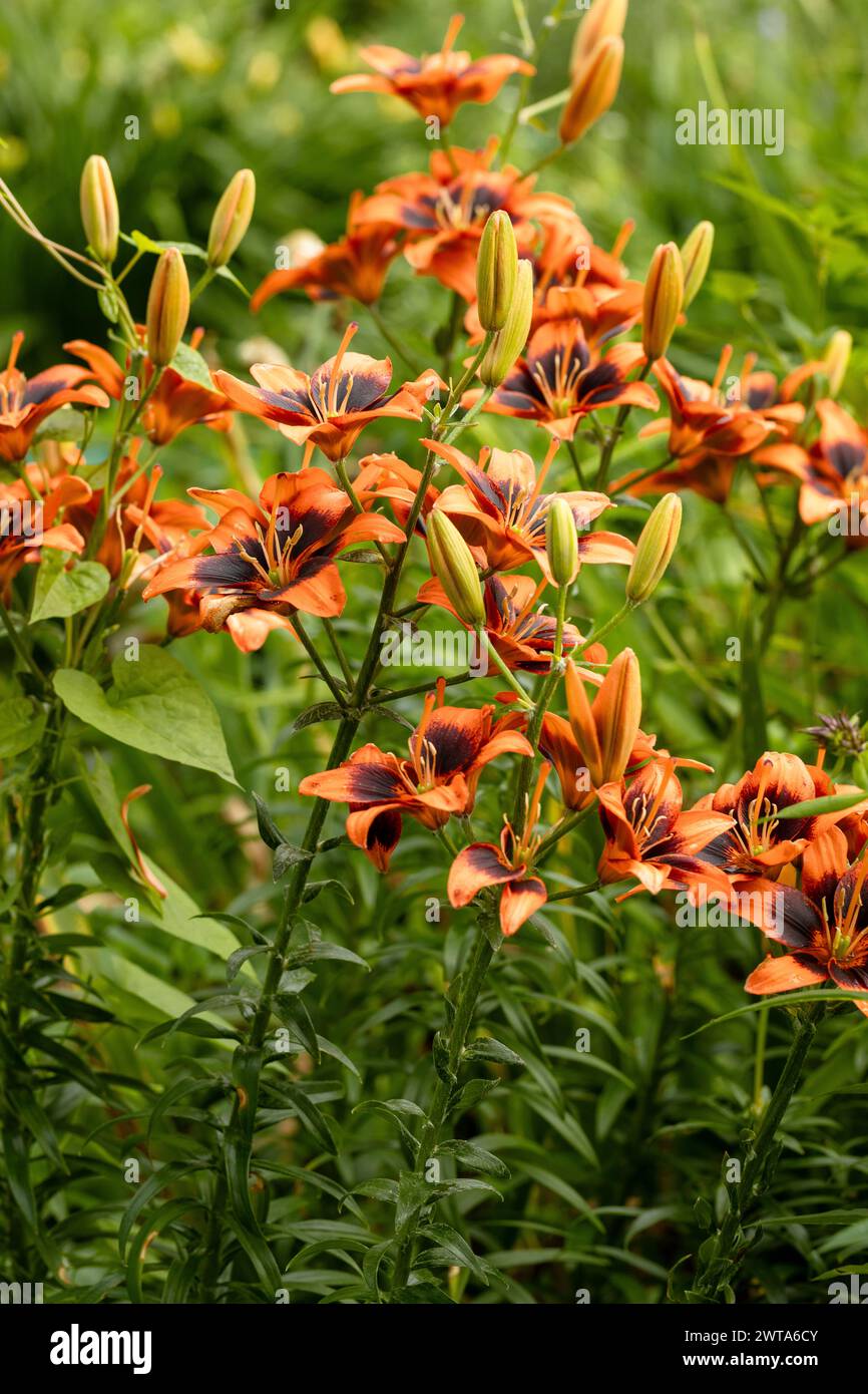 Flower Lily Asian hybrid Forever Susan orange color after rain in ...