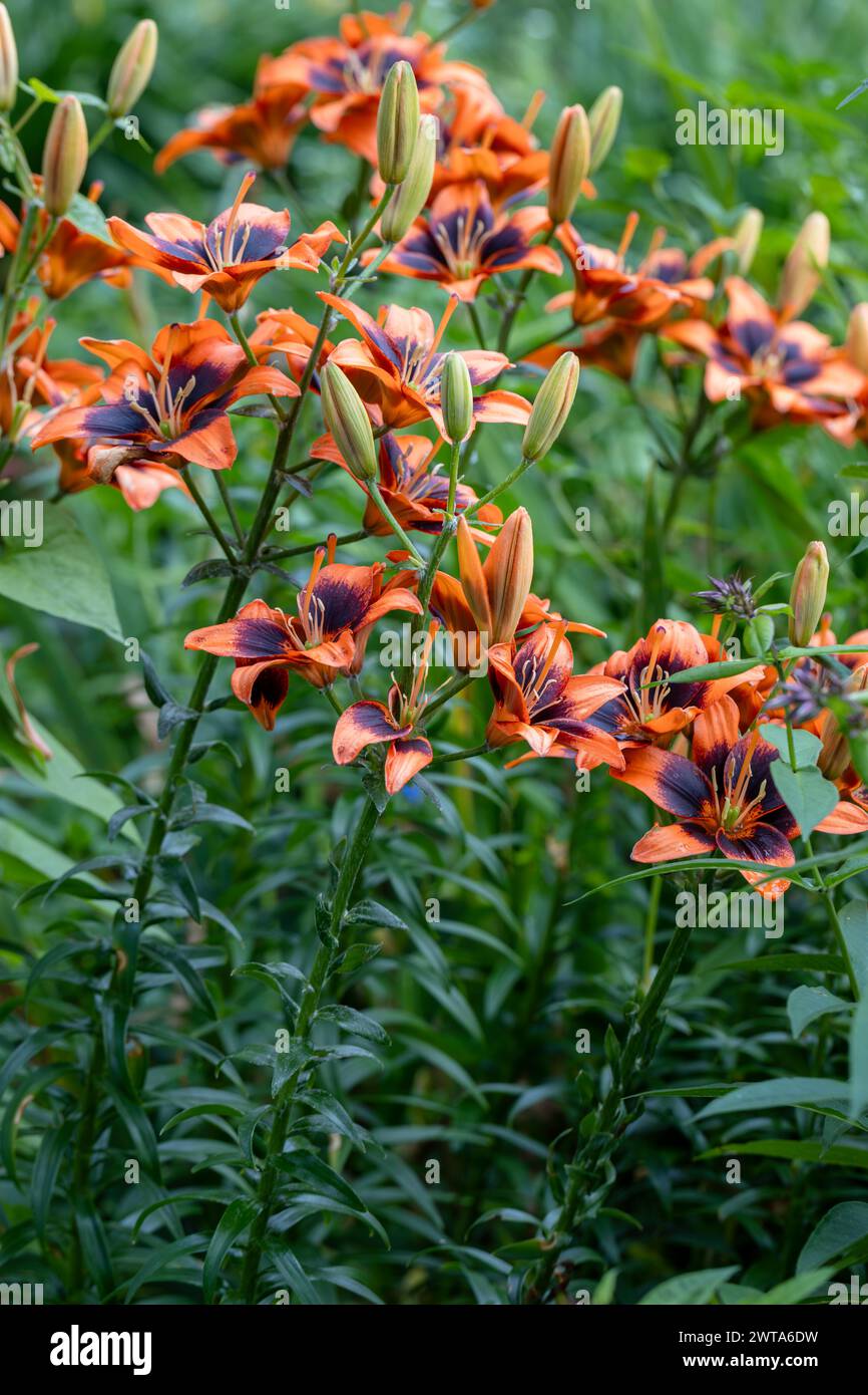 Flower Lily Asian hybrid Forever Susan orange color after rain in ...
