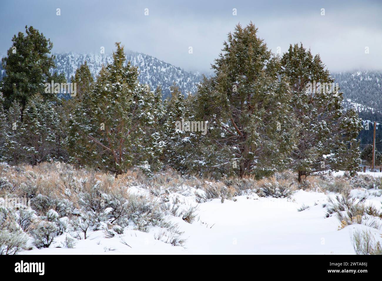 Big Bear City, California, USA. 15th Mar, 2024. The strong, cold storm ...
