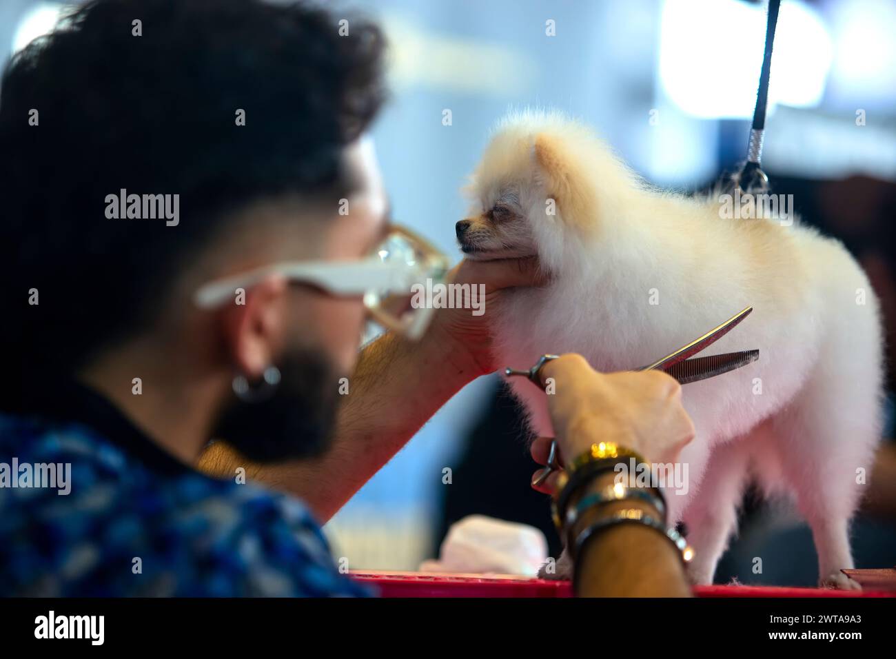 White Pomeranian Haircut Pom Haircuts Cheap