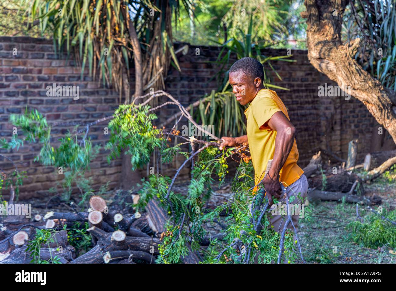 african man cutting trees, pruning branches and cleaning the yard Stock ...