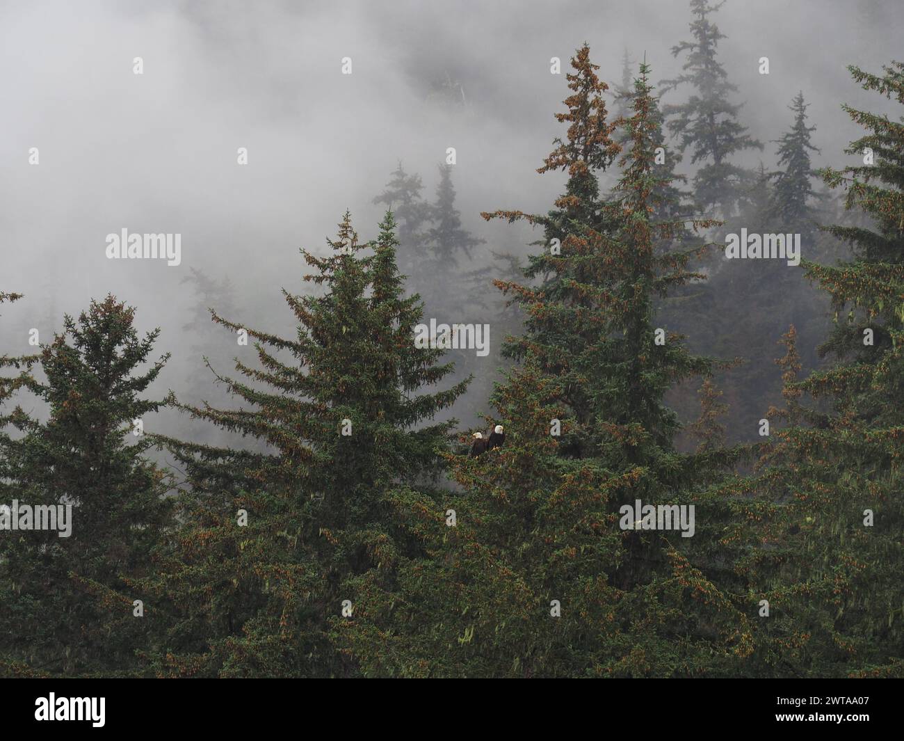 Evergreen trees shrouded in dense fog with two bald eagles perched ...