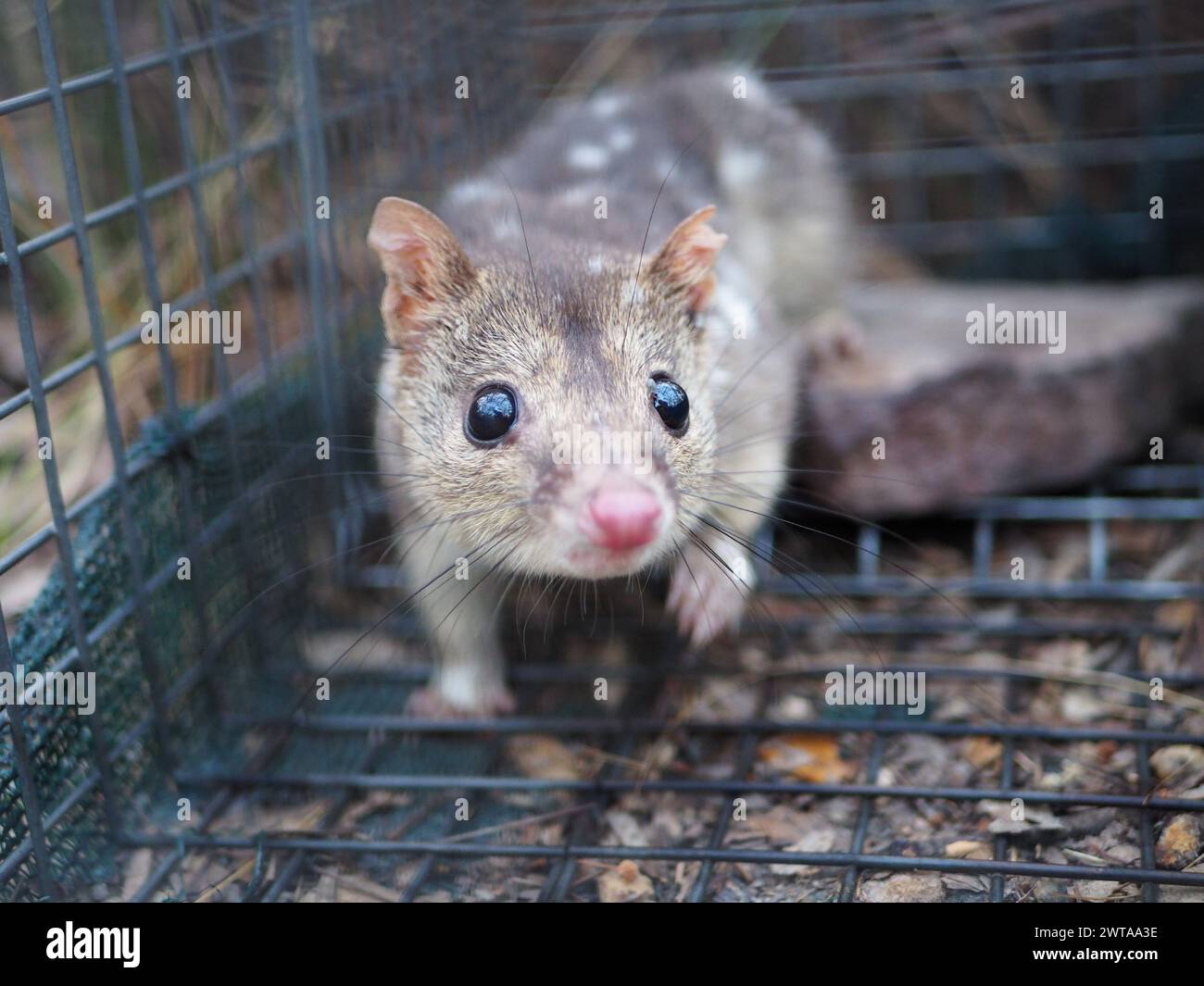 Northern Quoll, Dasyurus hallucatus, in a cage trap Stock Photo - Alamy