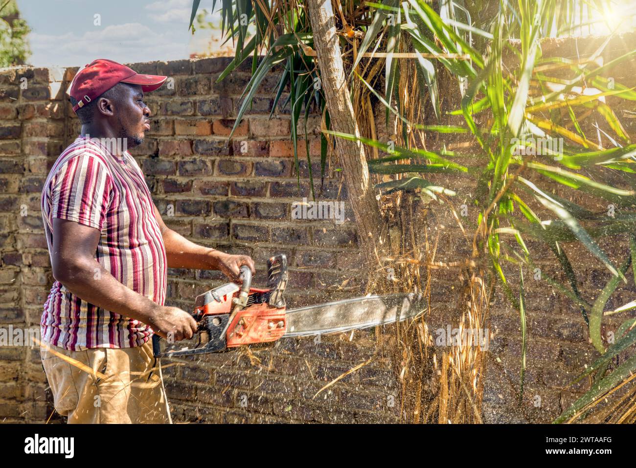 african man with a chainsaw cutting trees, in the backyard Stock Photo ...