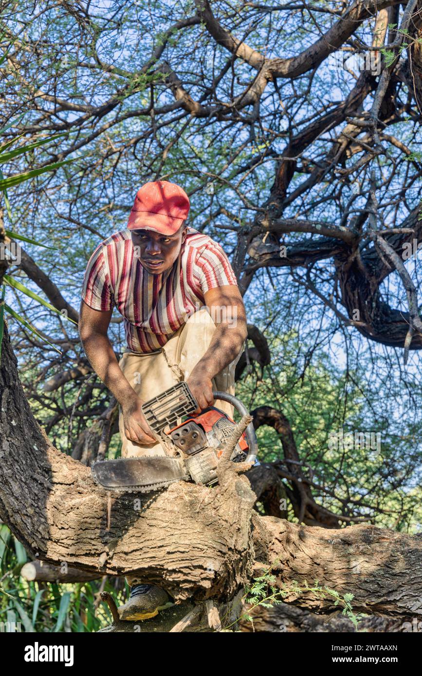 african man with a chainsaw cutting trees, the effects of deforestation ...