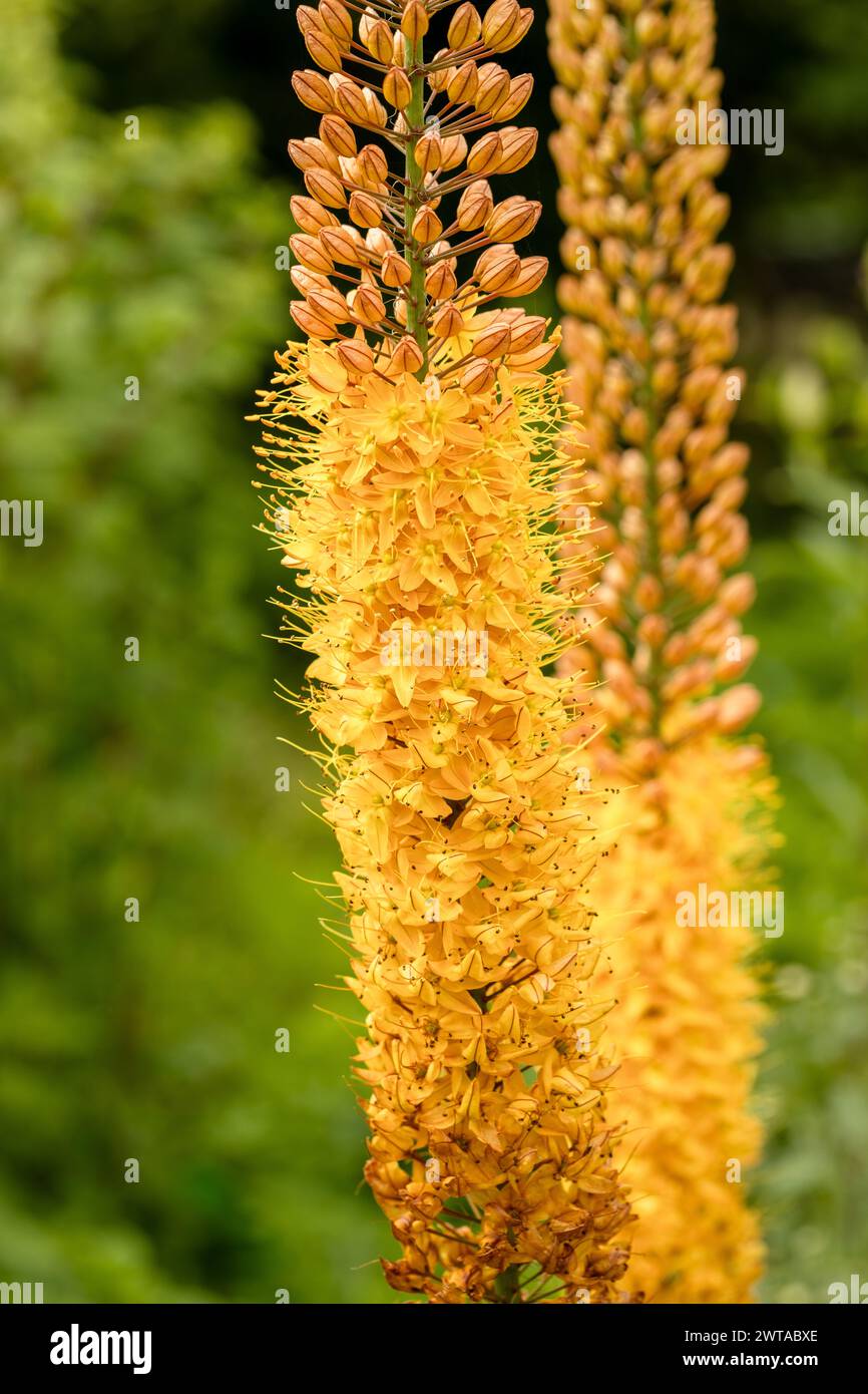 Eremurus Cleopatra Foxtail Lily in flowers garden Stock Photo - Alamy