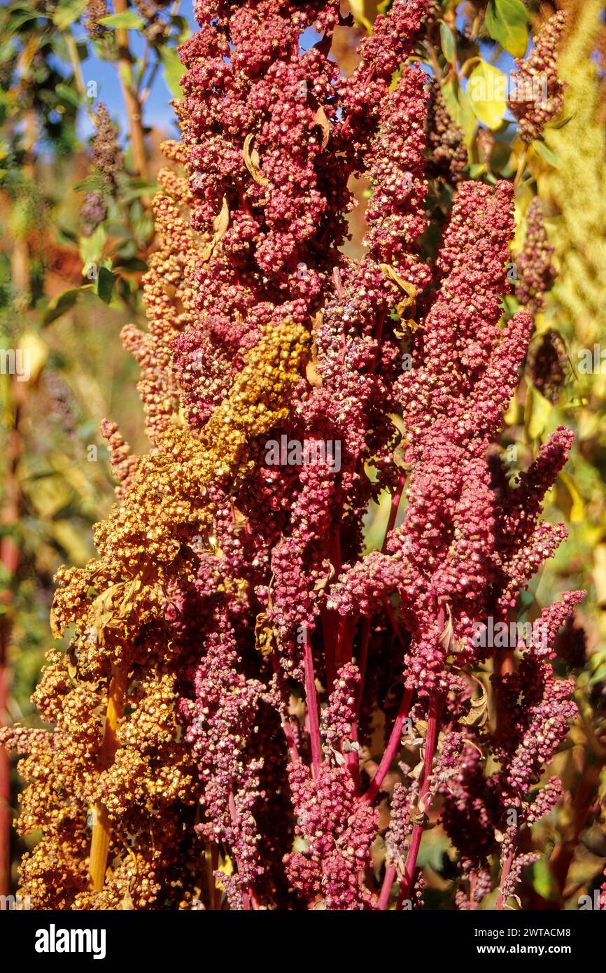 Urubamba Valley, Peru. Quinoa, Fruit of the Goosefoot Plant, not a true ...