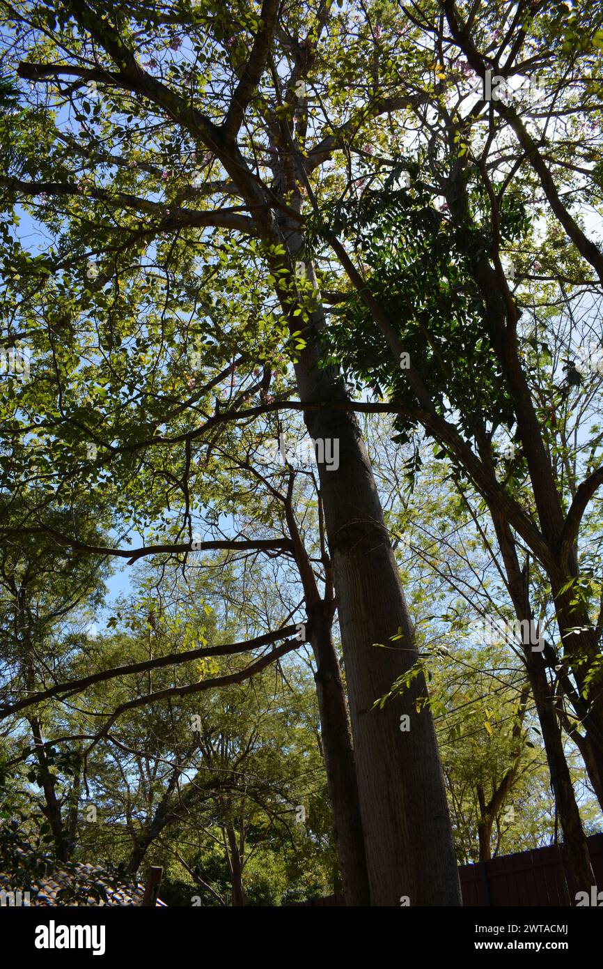 Various people involved in activities on Costa Rican beach Stock Photo ...