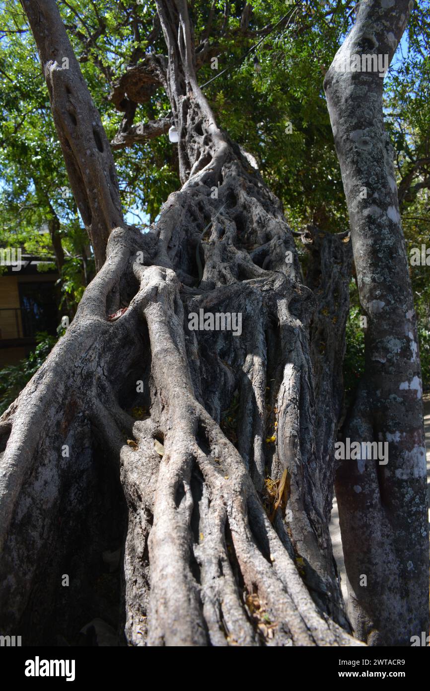 Various people involved in activities on Costa Rican beach Stock Photo ...