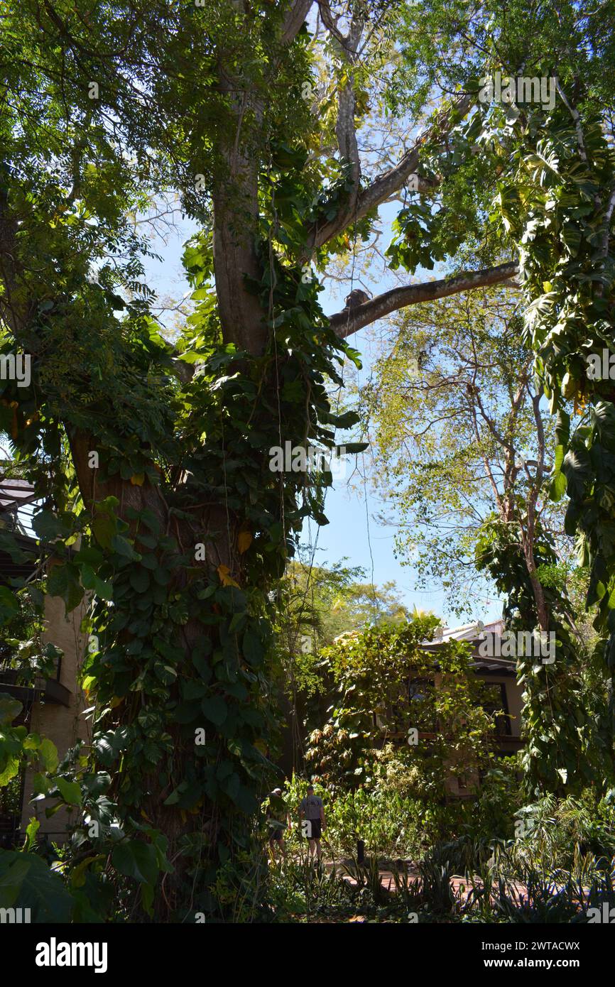 Various people involved in activities on Costa Rican beach Stock Photo ...