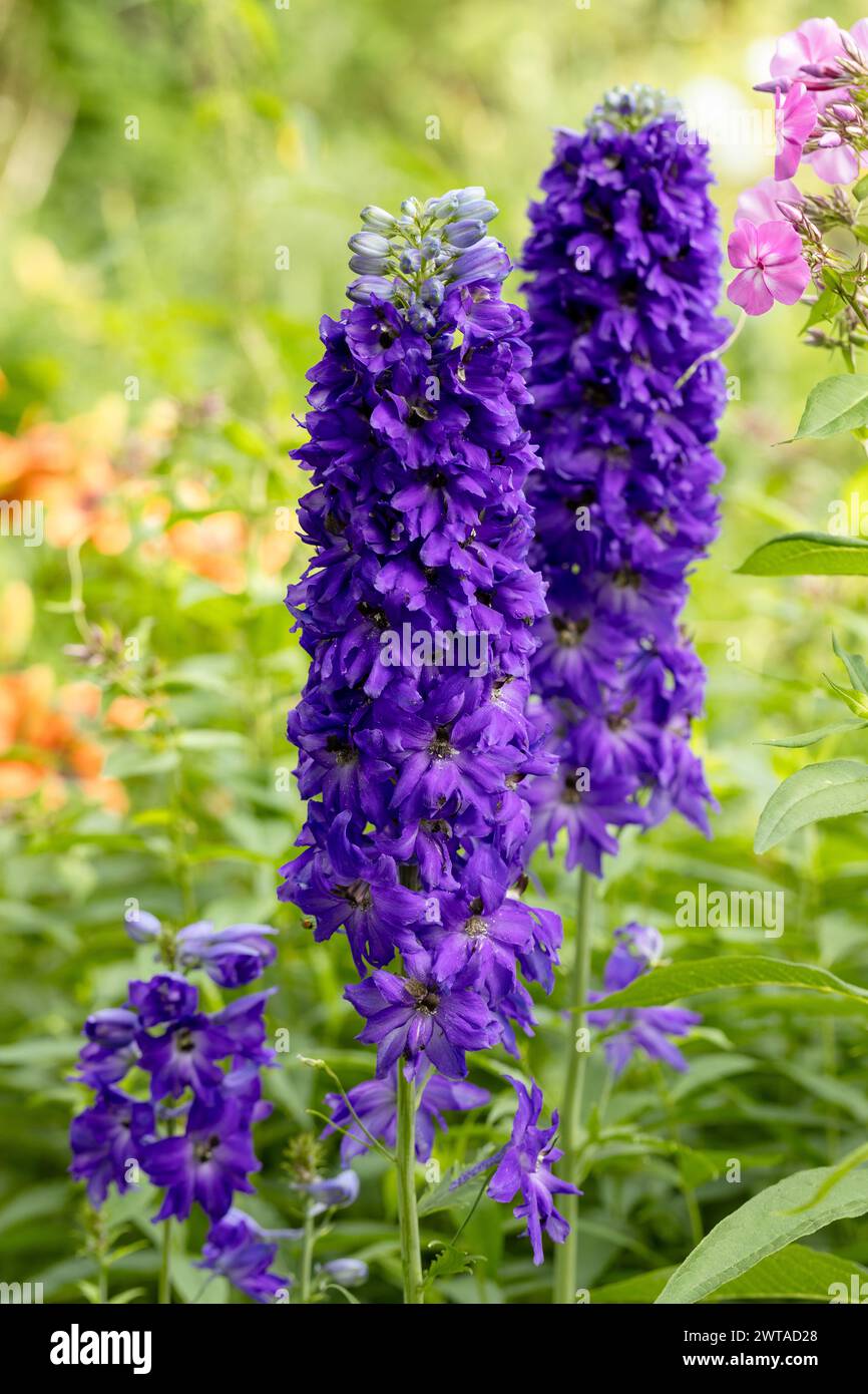 Dark blue delphinium hi-res stock photography and images - Alamy