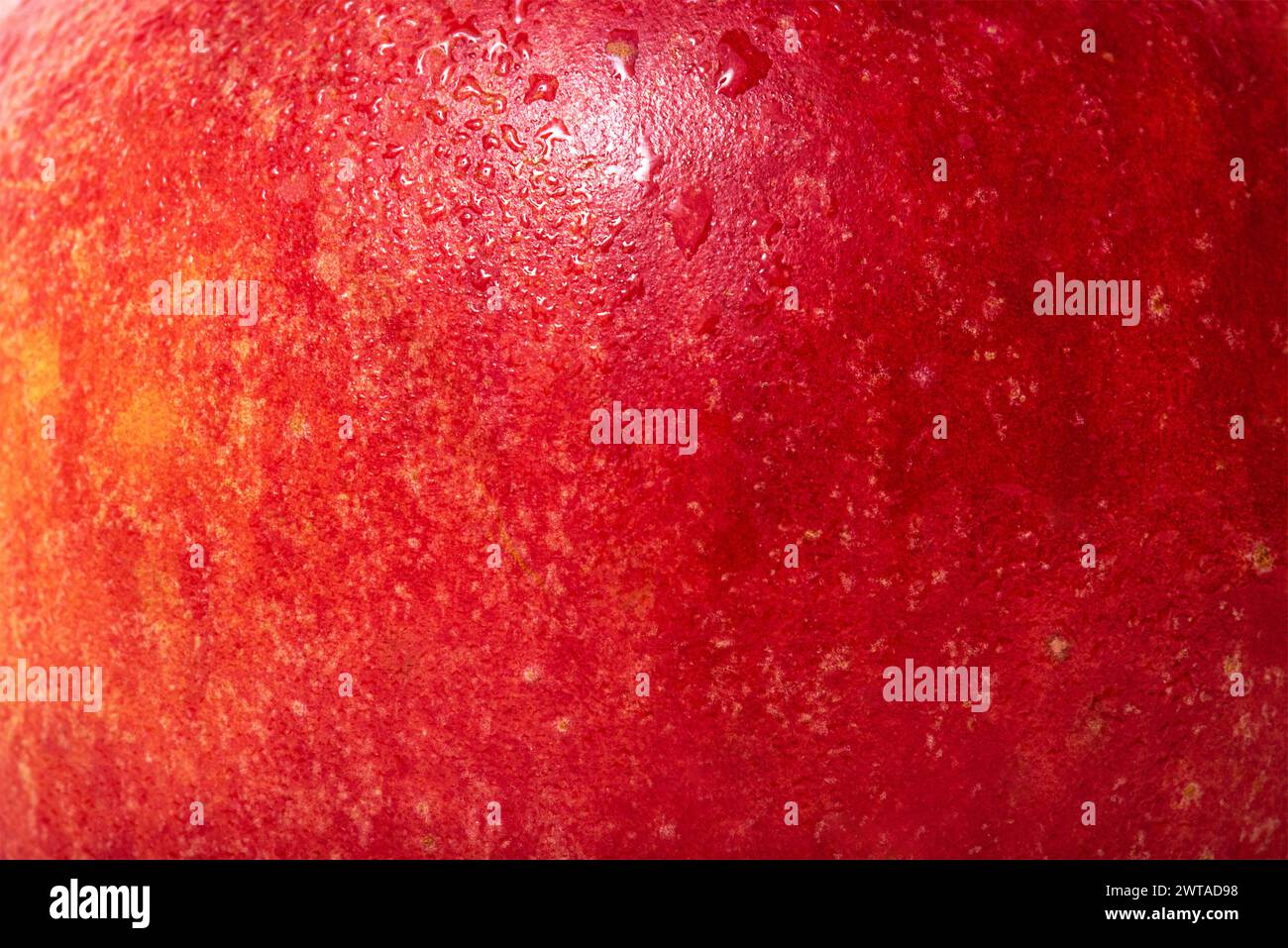 Apple skin with water drops. The texture of an apple is red with yellow ...