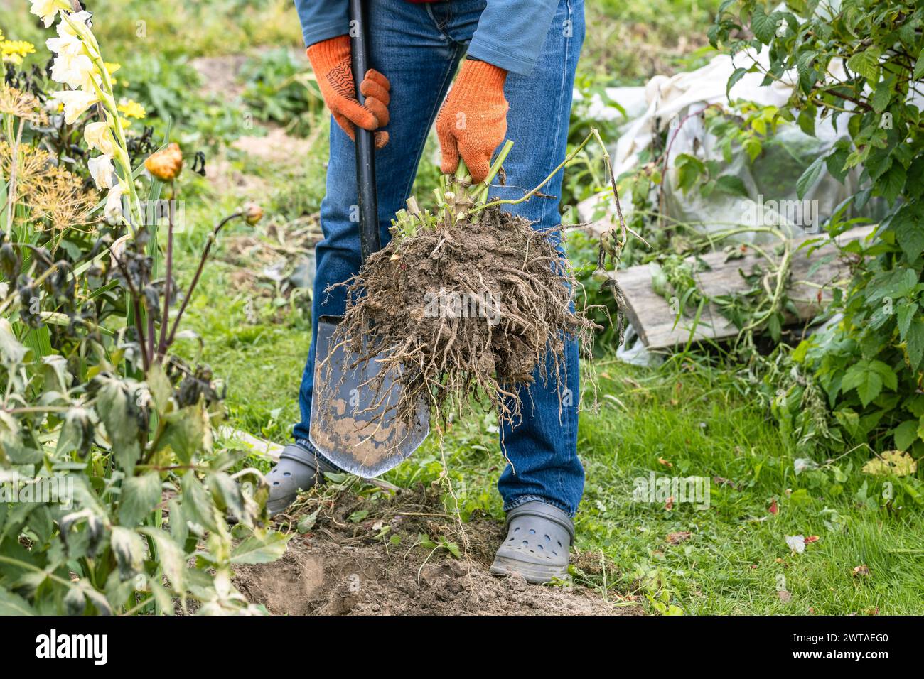 dahlia tubers just lifted for overwintering Stock Photo - Alamy