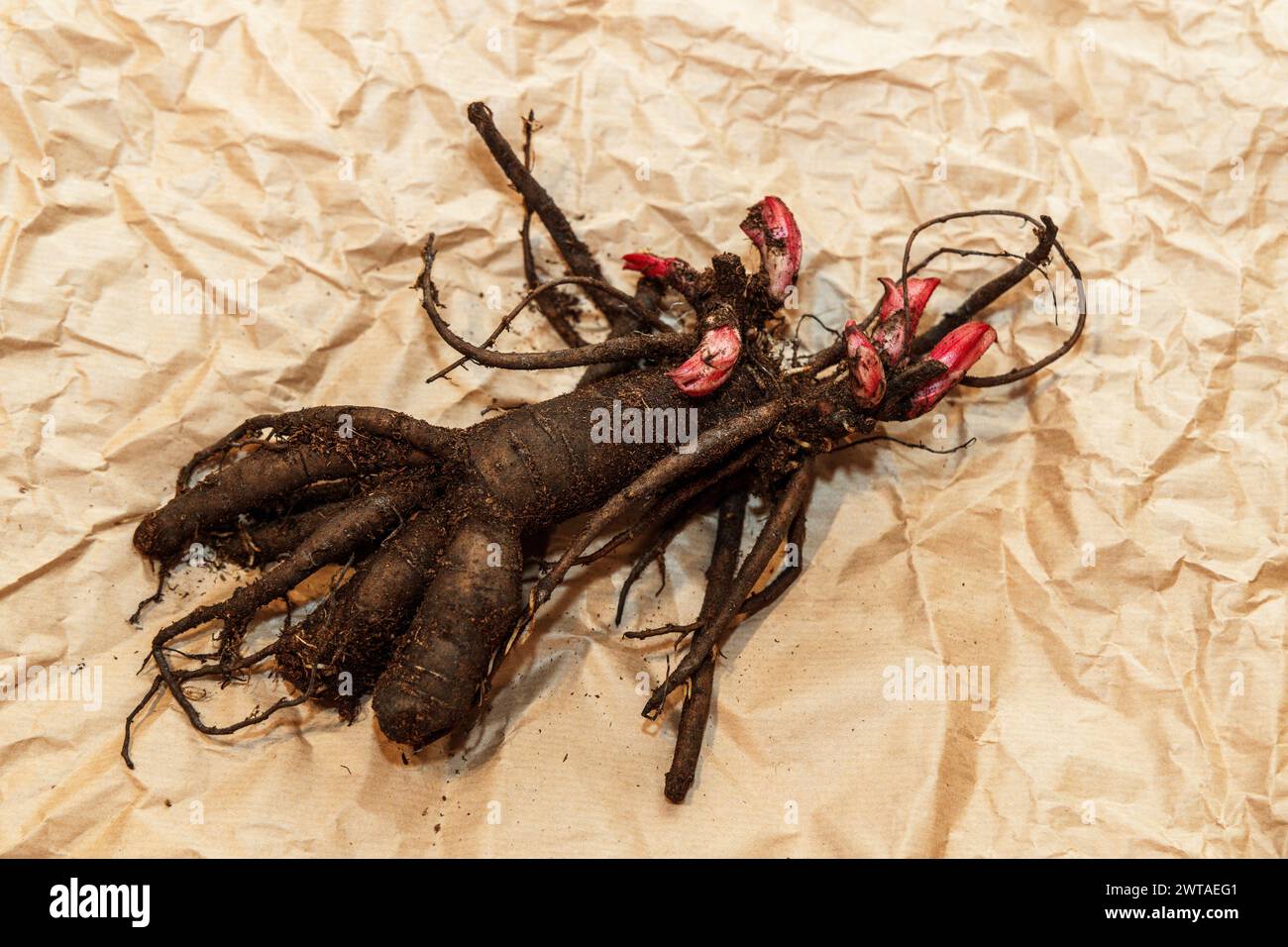 Planting peony bartzella roots into the ground Stock Photo - Alamy