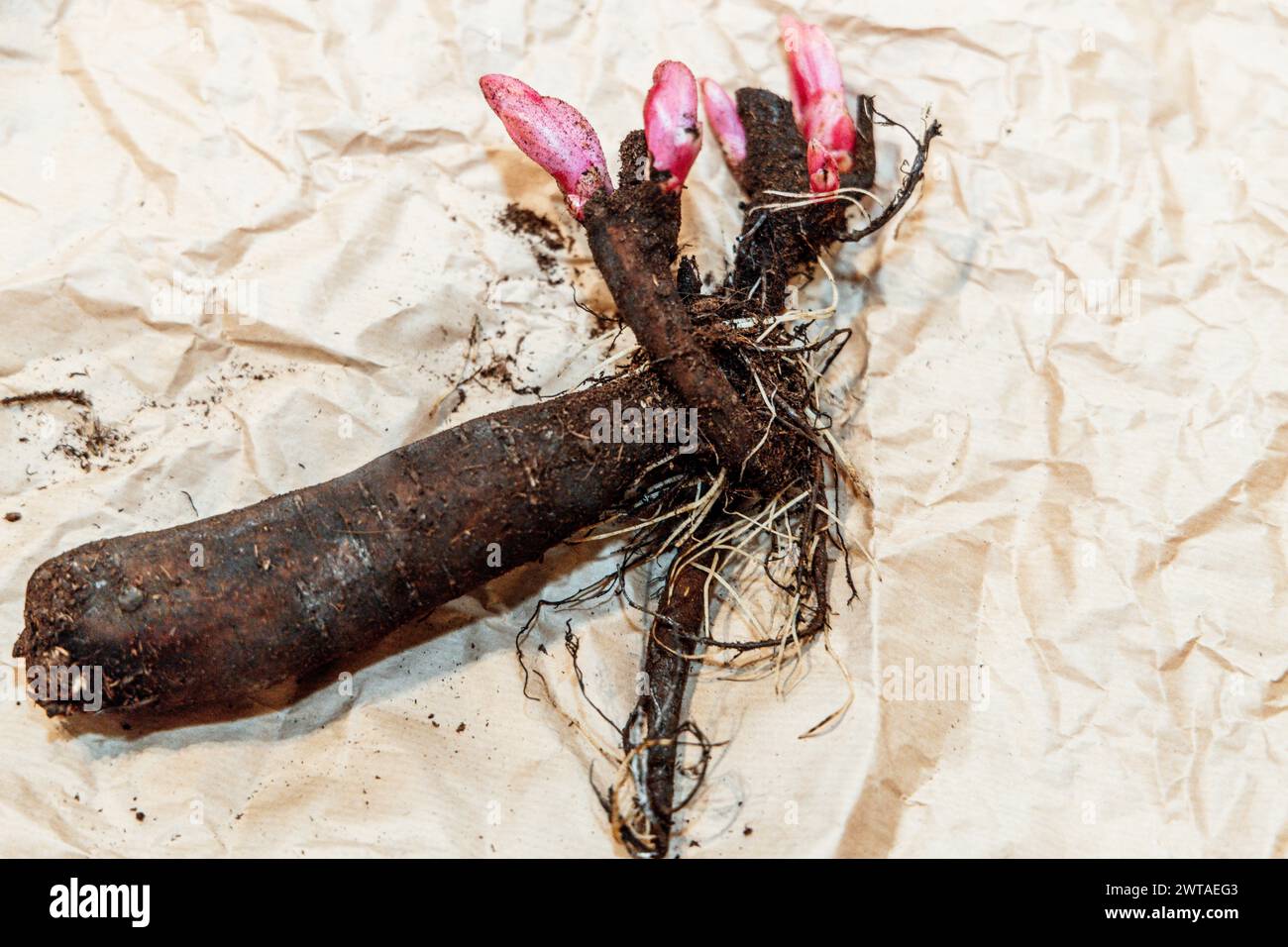 Planting peony bartzella roots into the ground Stock Photo - Alamy