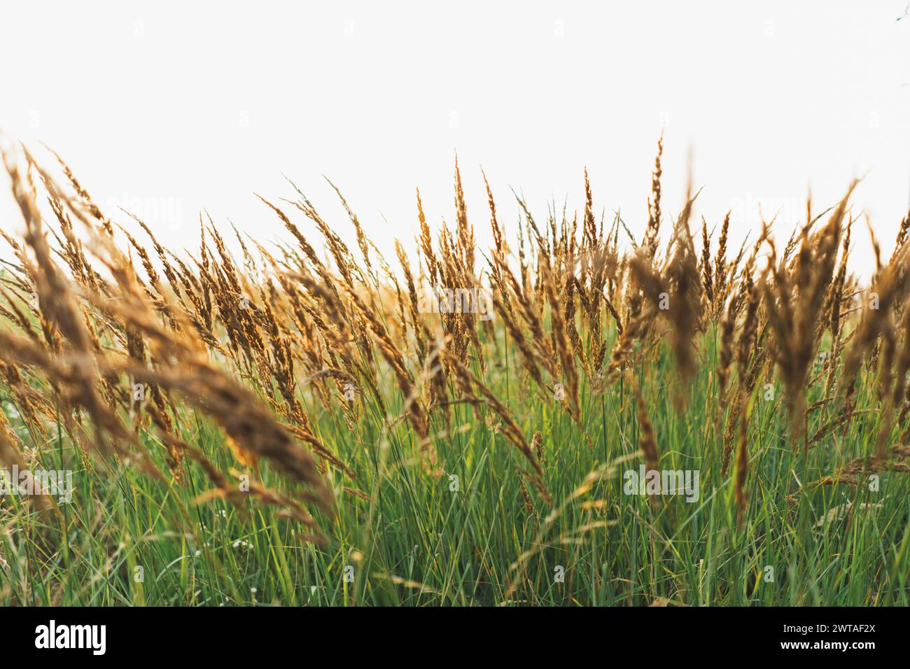 Ornamental grasses. Beautiful Karl Foerster Feather Reed Grass Stock ...
