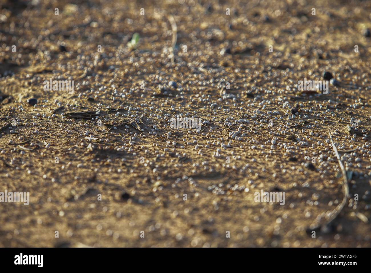 Soil covered with granulated fertilizer. Selective focus Stock Photo ...