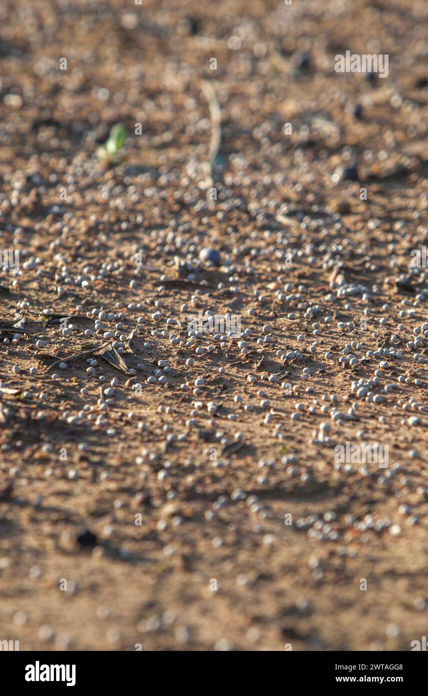Soil covered with granulated fertilizer. Selective focus Stock Photo ...