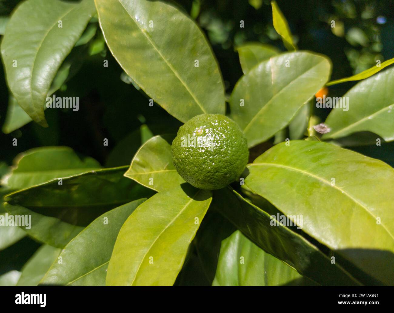 Little unripe orange fruit hi-res stock photography and images - Alamy