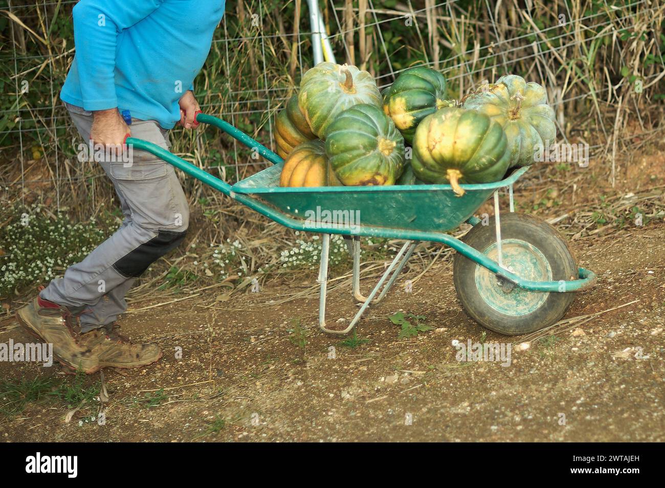 A farmer transports fresh pumpkins in a wheelbarrow Stock Photo - Alamy