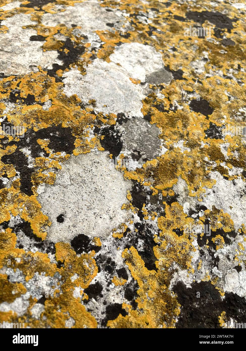 Matera, Italy. Lichens growing on the stone wall in the ancient Sassi ...