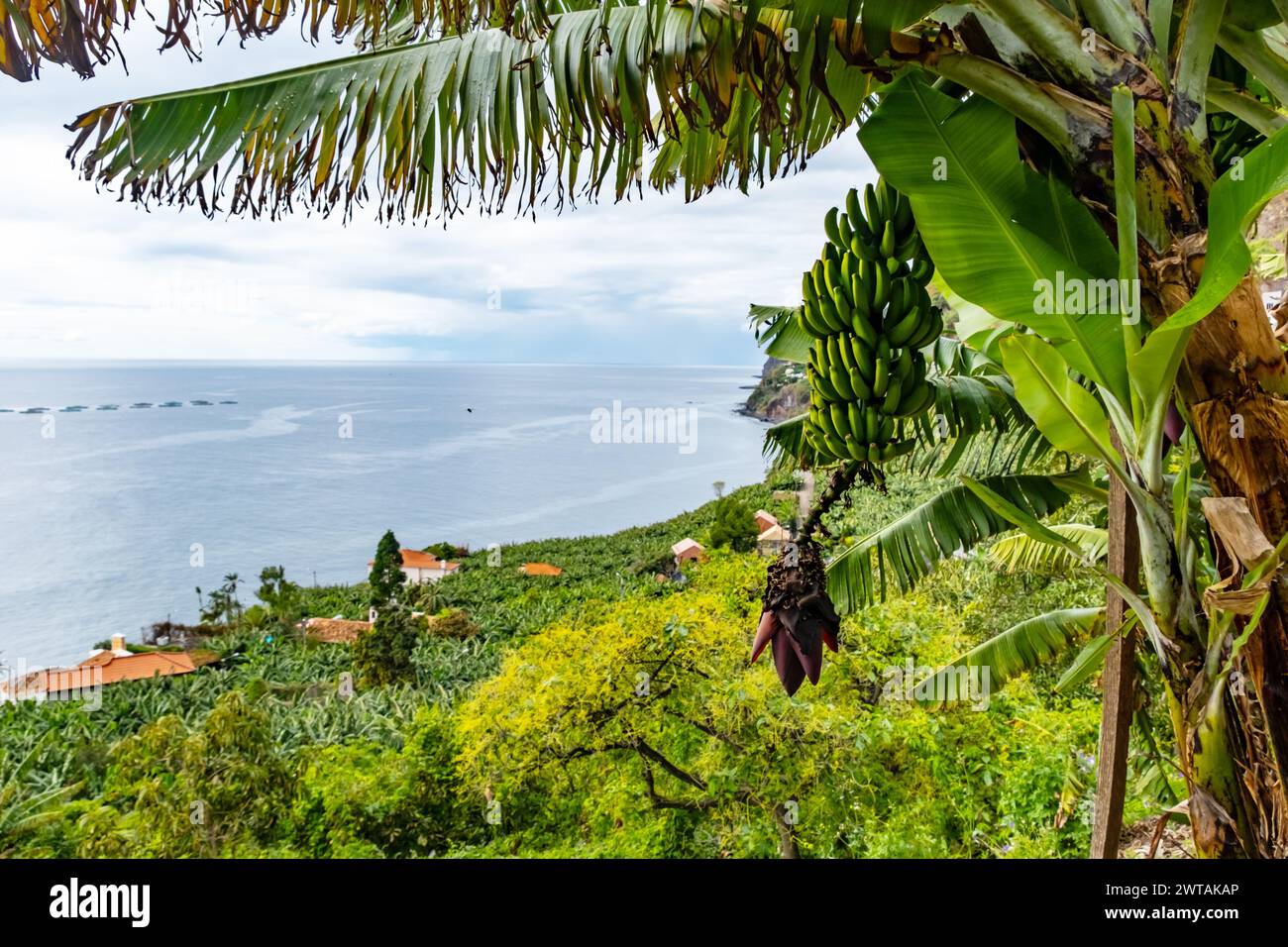 Traditional Madeiran houses in Funchal behind a banana plantation. Small farm on green hills ...