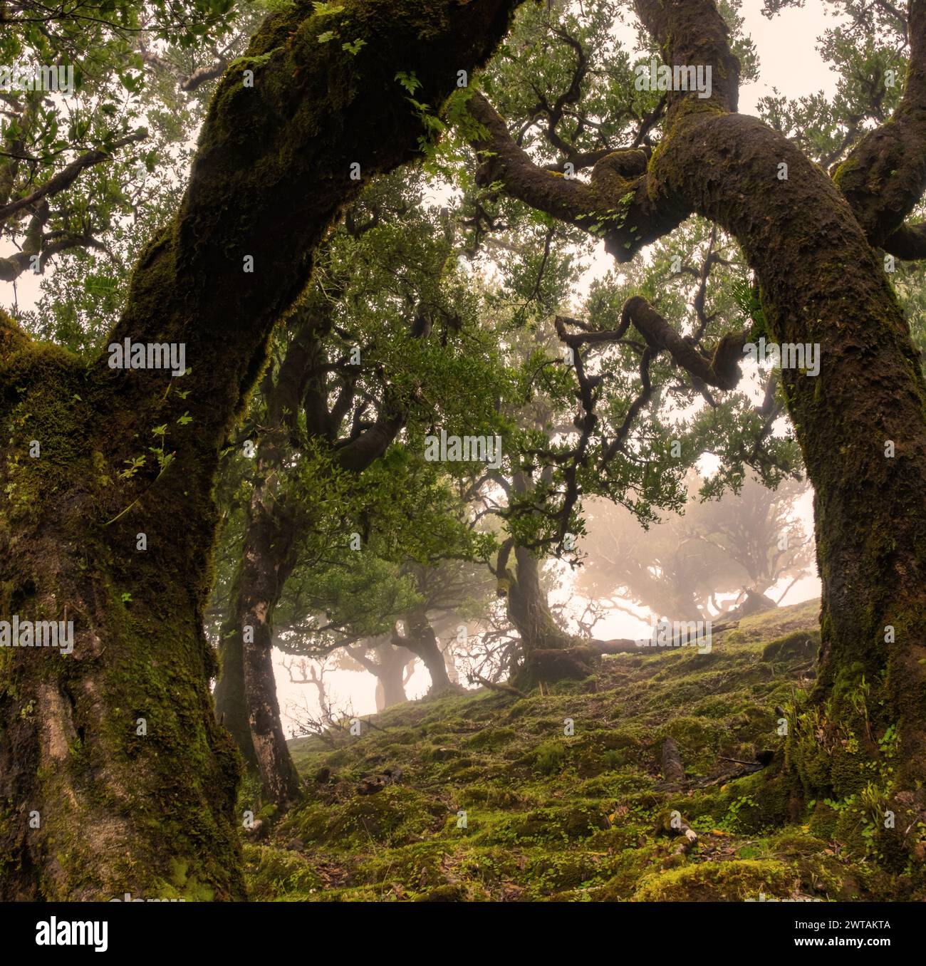 Fanal forest old mystical tree in Madeira island. Twisted trees in fog ...