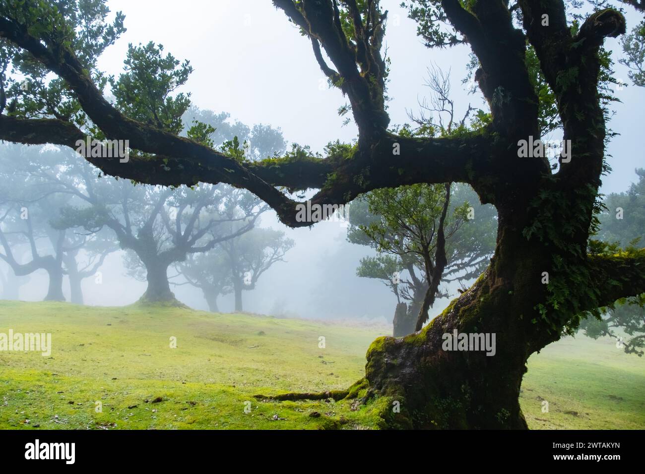 Twisted trees in the fog in Fanal Forest on the Portuguese island of ...