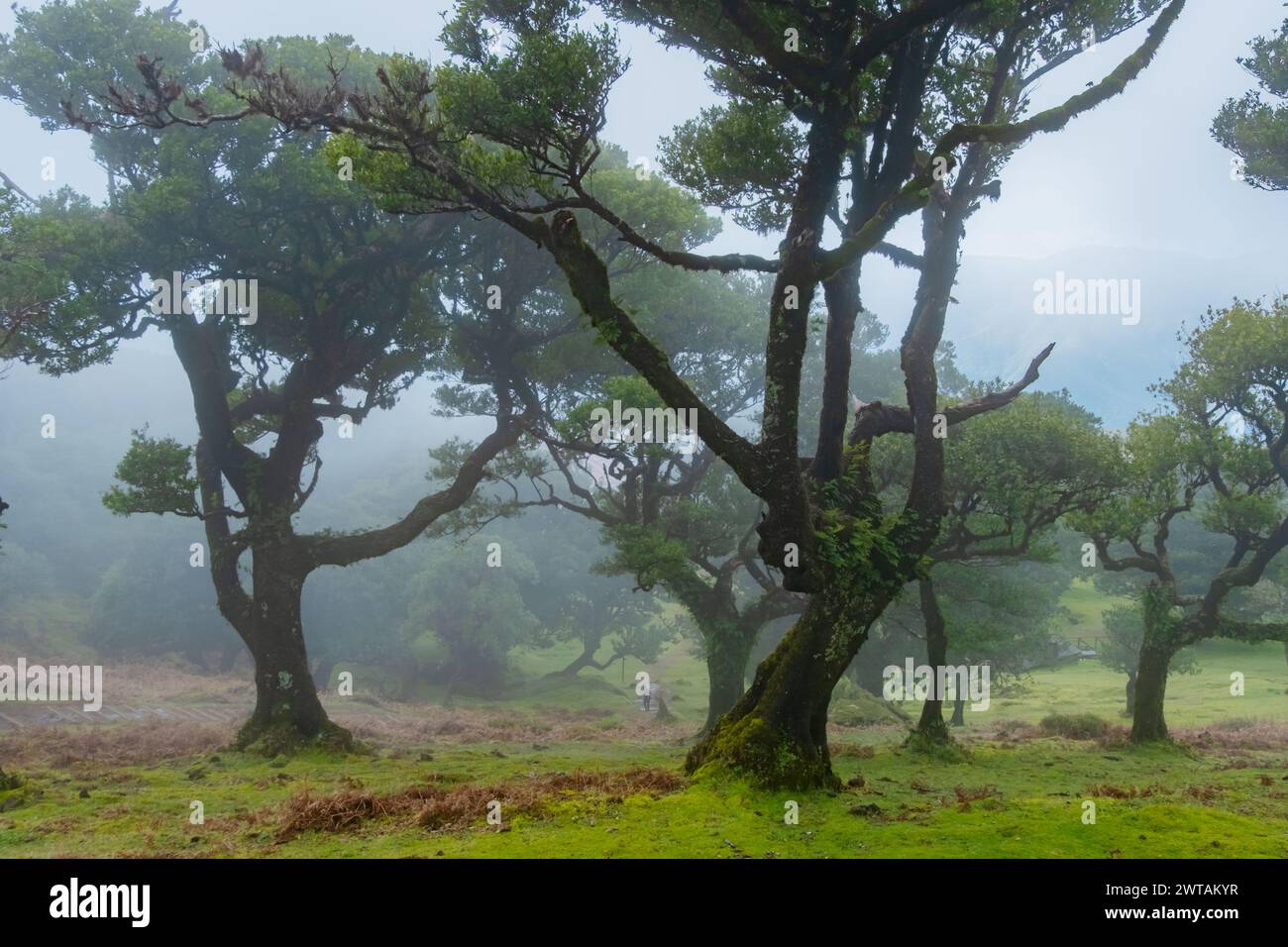Fanal forest old mystical tree in Madeira island. Twisted trees in fog ...