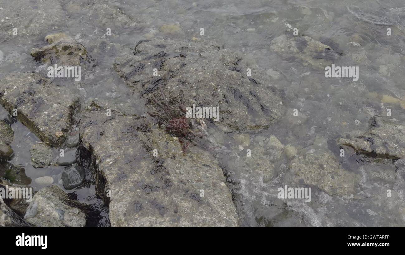 Magellanic king crab hi-res stock photography and images - Alamy