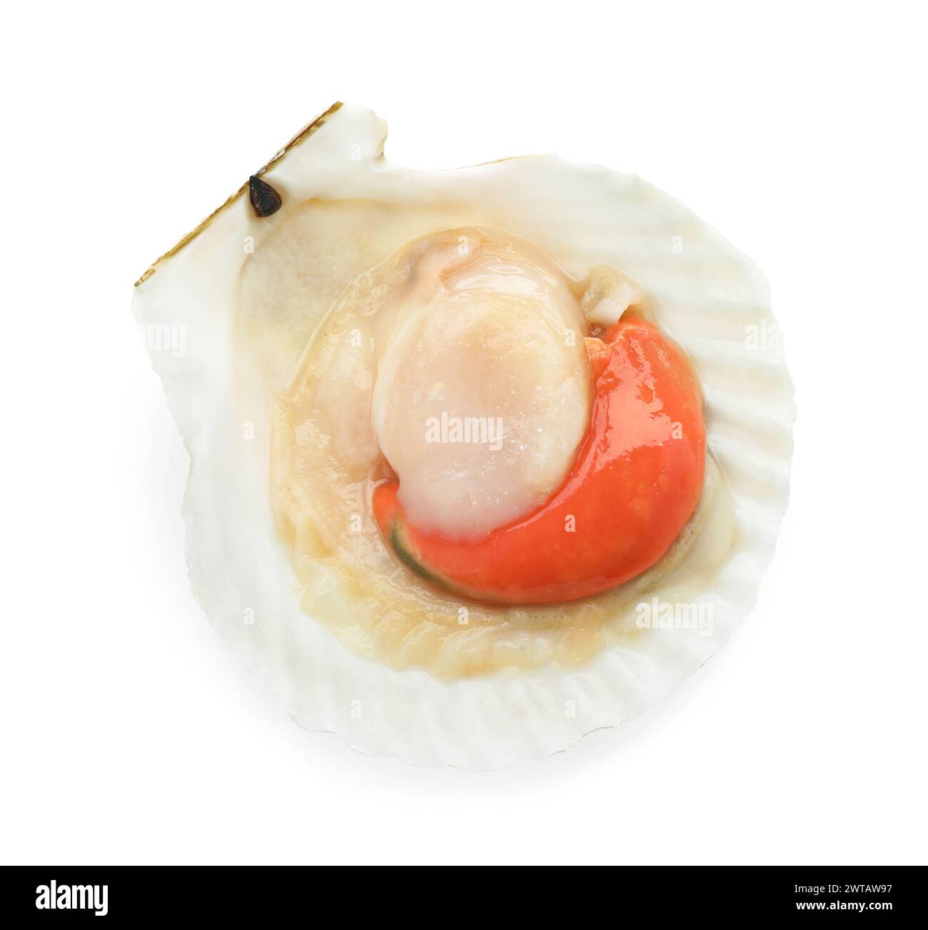 Fresh raw scallop in shell isolated on white, top view Stock Photo - Alamy